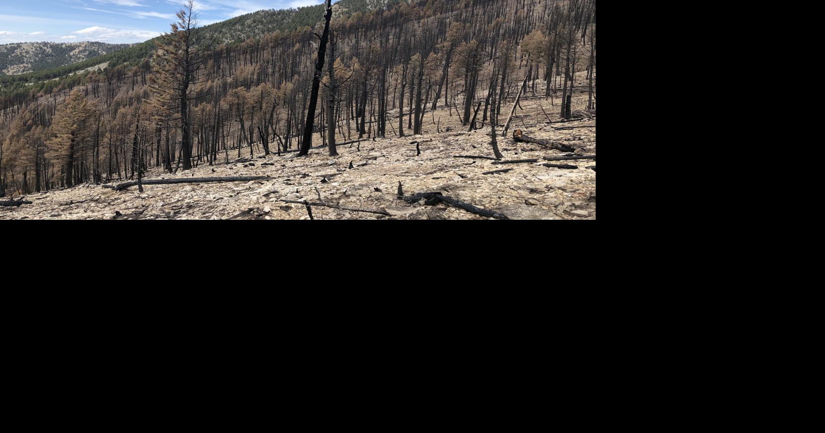 Bozeman forest health and timber project begins this week in north ...