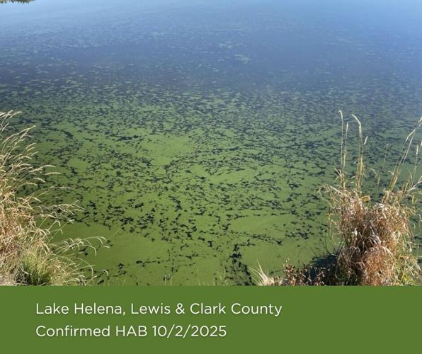 blue marsh algae bloom