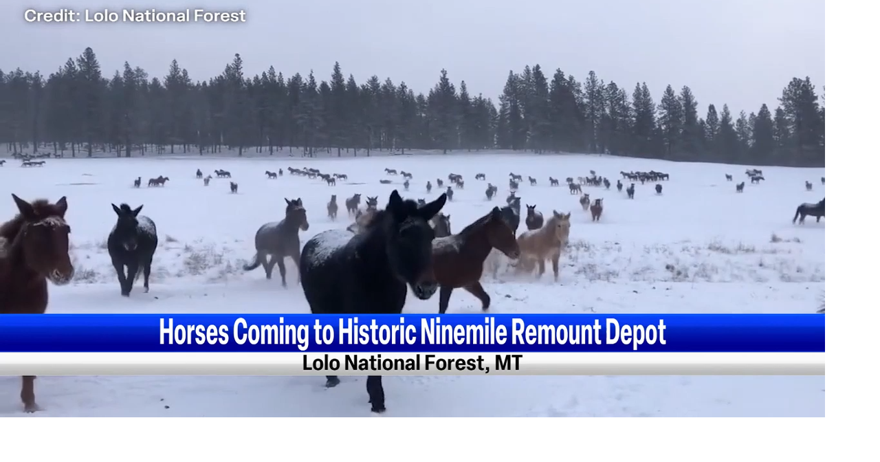 Horses and mules find winter home at Ninemile Ranger District in Huson ...
