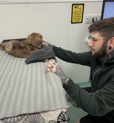 More pet owners relying on online fundraisers to fund vet bills ...