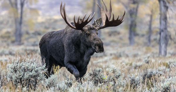 Whitehall Elementary School addresses meandering moose | Butte News ...