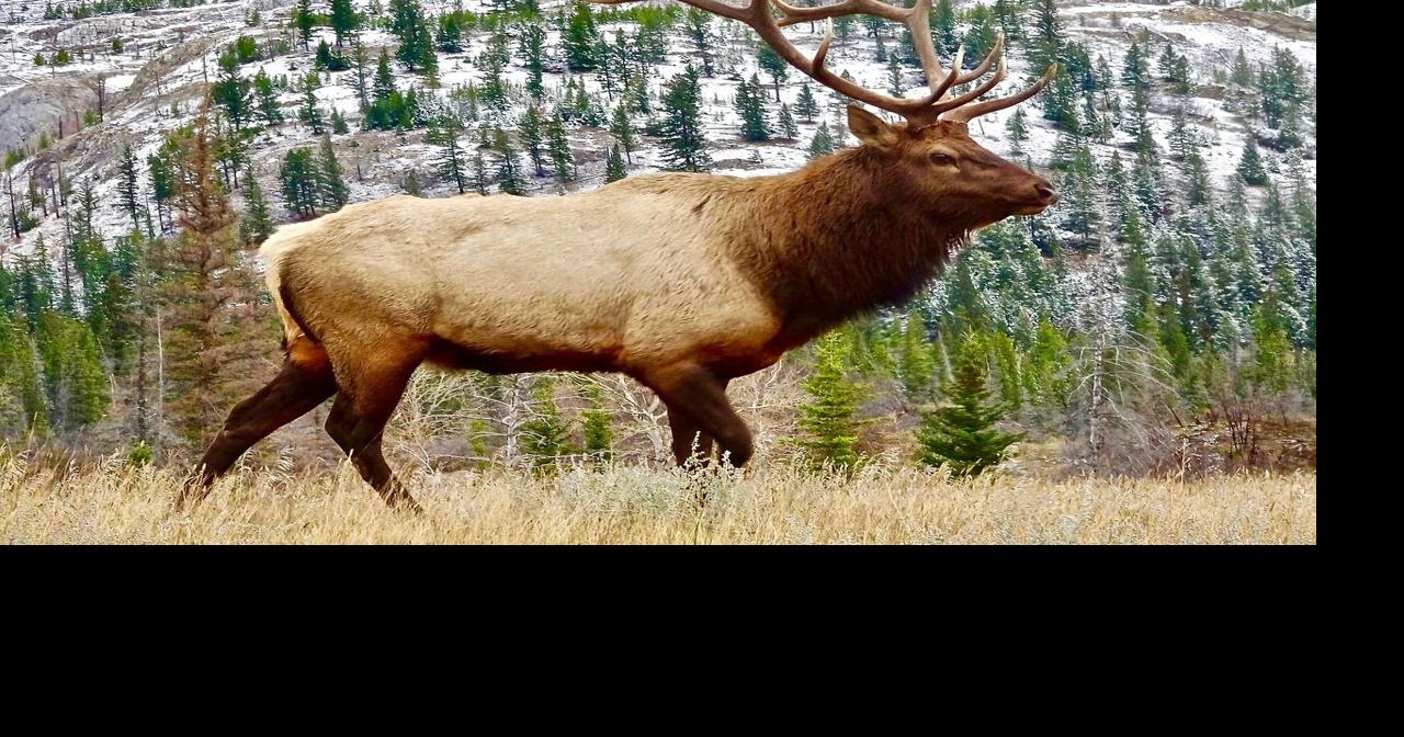 Current and future management of CWD in North-Central Montana meetings ...
