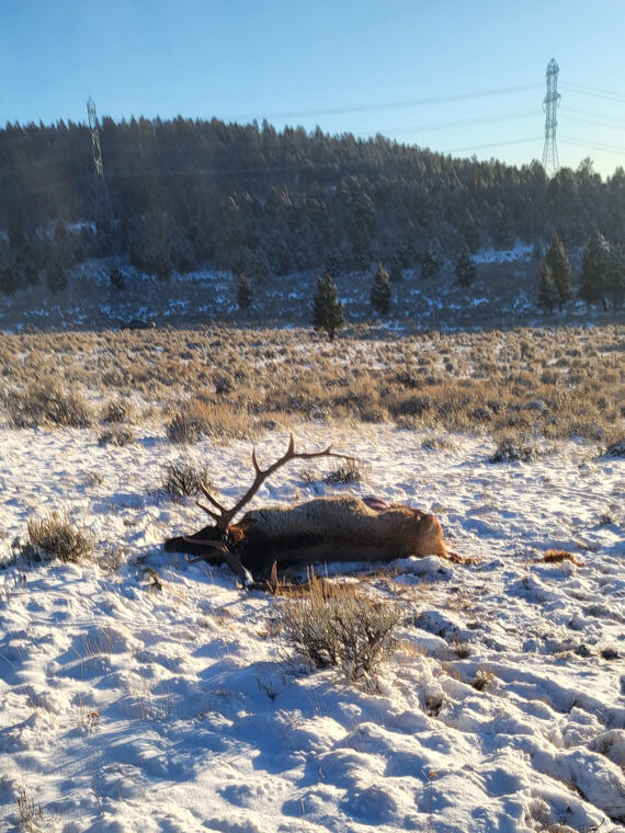 Game wardens seek tips on bull elk deaths near Toston | Helena News ...