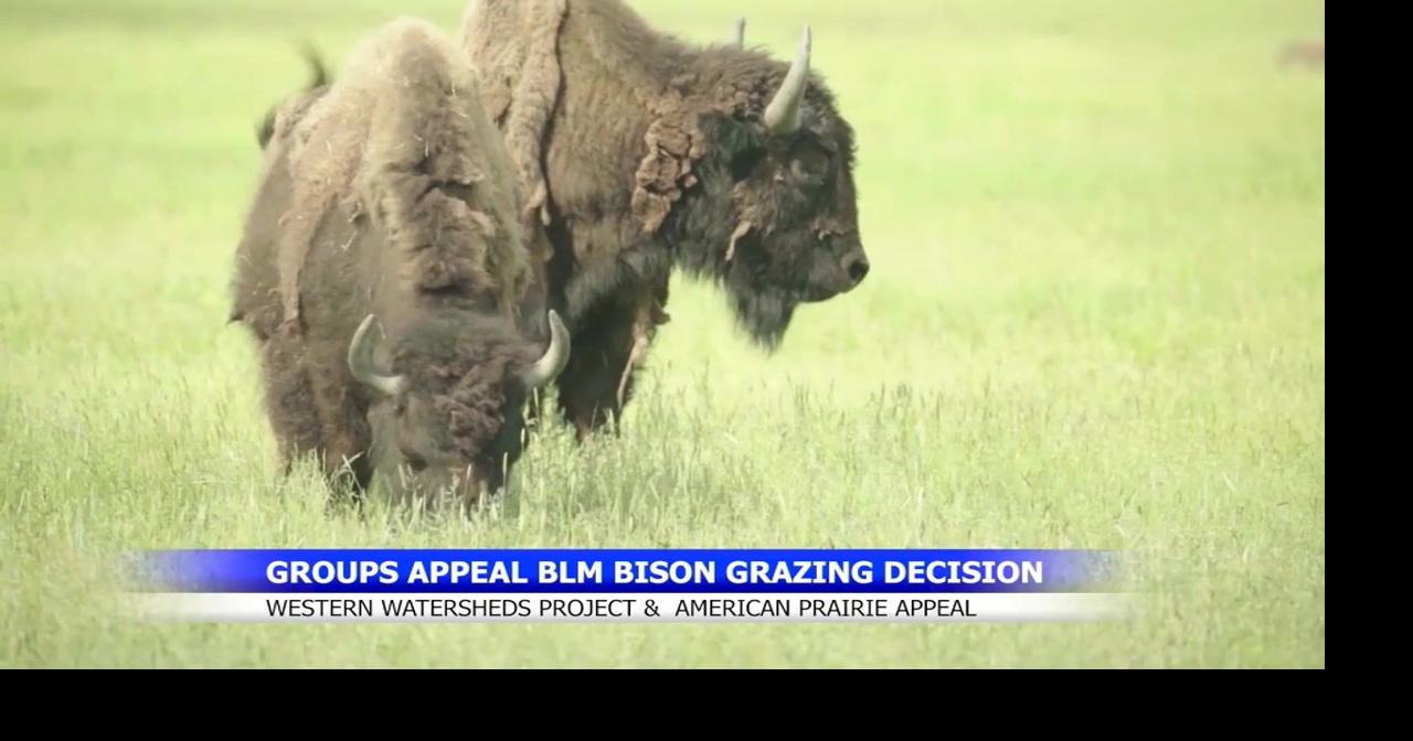 Missoula group appeals BLM move on northeastern Montana bison ...