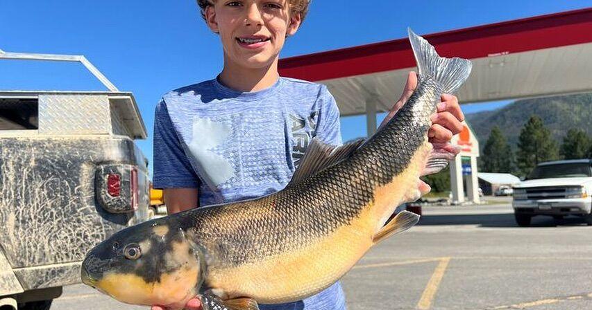 New record broken for biggest largescale sucker fish caught in Montana ...