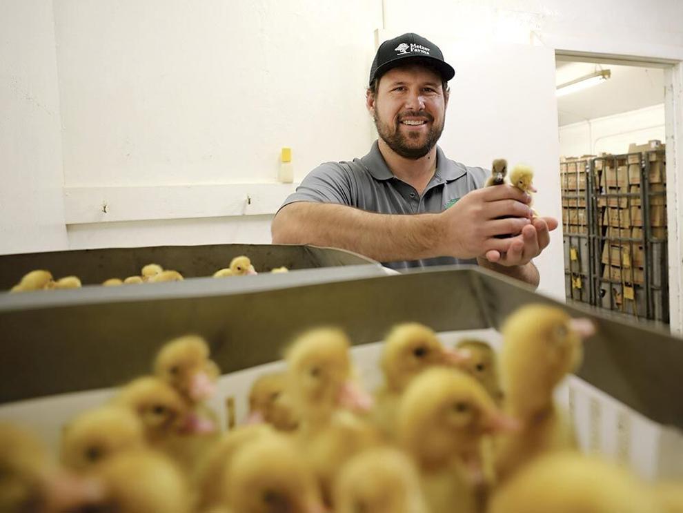 "Expanding Duck Hatchery at Metzer Farms" | Eat + Drink ...