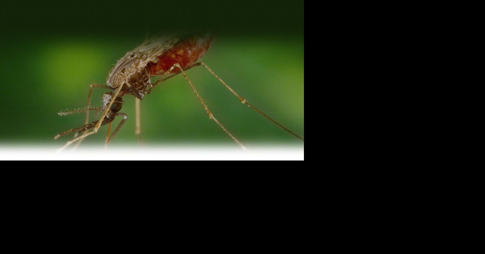 West Nile Virus in Monterey County | Ads | montereycountynow.com