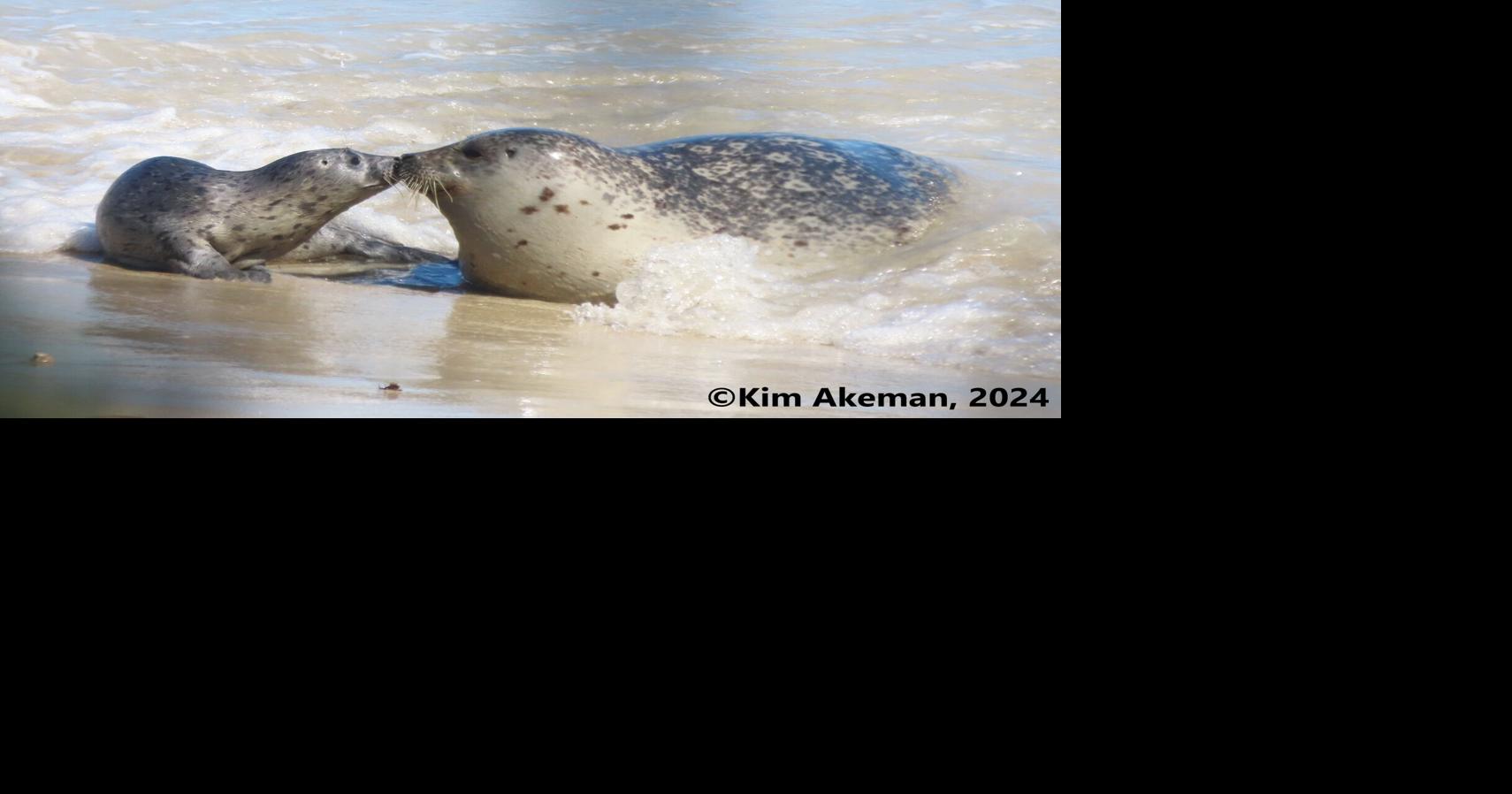 The thrills—and tragedies—of wild animals are now on display on local ...