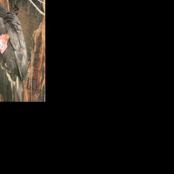 This fuzzy condor chick will make you feel better. | Blogs ...