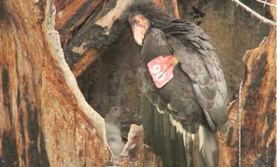 This fuzzy condor chick will make you feel better. | Blogs ...