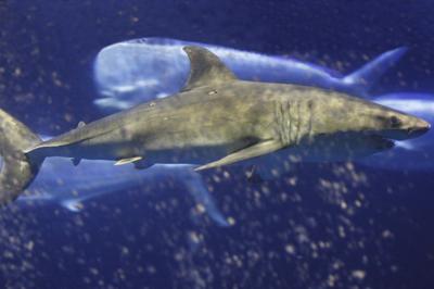 Sharks to Rays: Exploring the depths of Monterey Bay Aquarium’s story ...