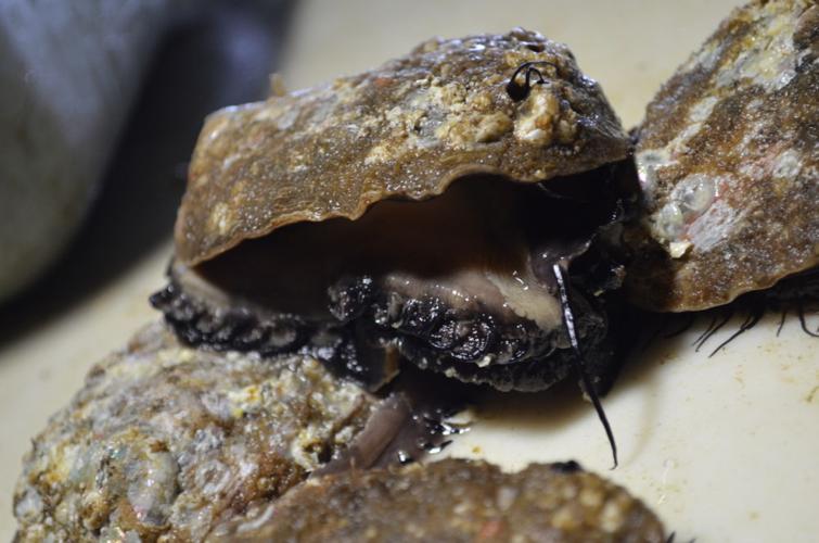 PHOTOS: Under Wharf Two with award-winning Monterey Abalone Company ...