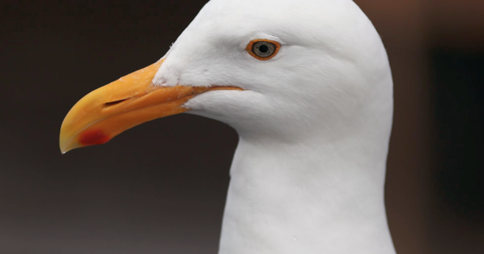 The do’s and don'ts of rescuing an injured seagull in the middle of a ...