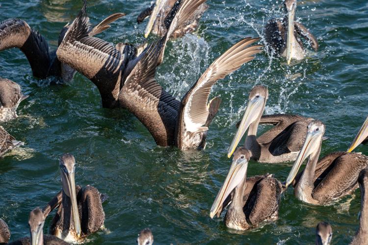 Photos: Massive numbers of anchovies show up in Monterey. | News ...