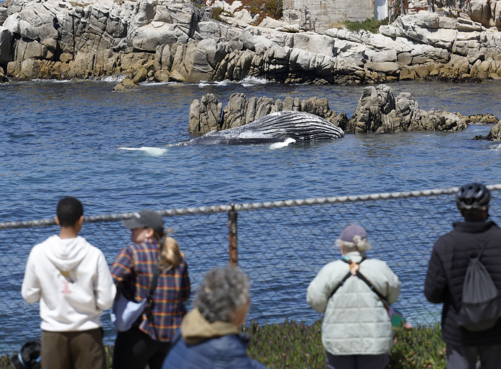 UPDATED: Officials coordinate a response to the dead humpback whale in ...