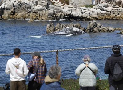 Officials coordinate a response to the dead humpback whale in a ...