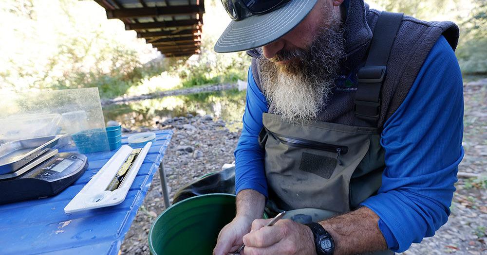 Steelhead Count on Carmel River: Promising Yet Concerning | News ...
