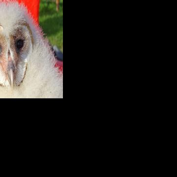 Owls are back at Haute Enchilada—and so are new owlets. | Blogs ...