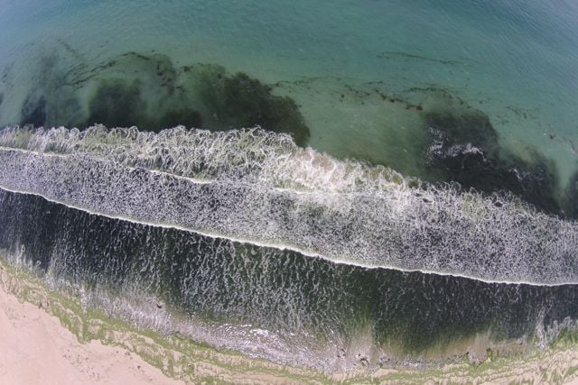 More shots of the Ulva bloom. | | montereycountynow.com