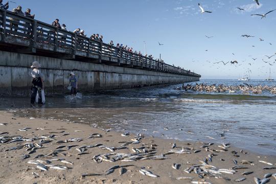 Anchovies Flood Monterey Bay: A Feeding Frenzy Unleashed | News ...