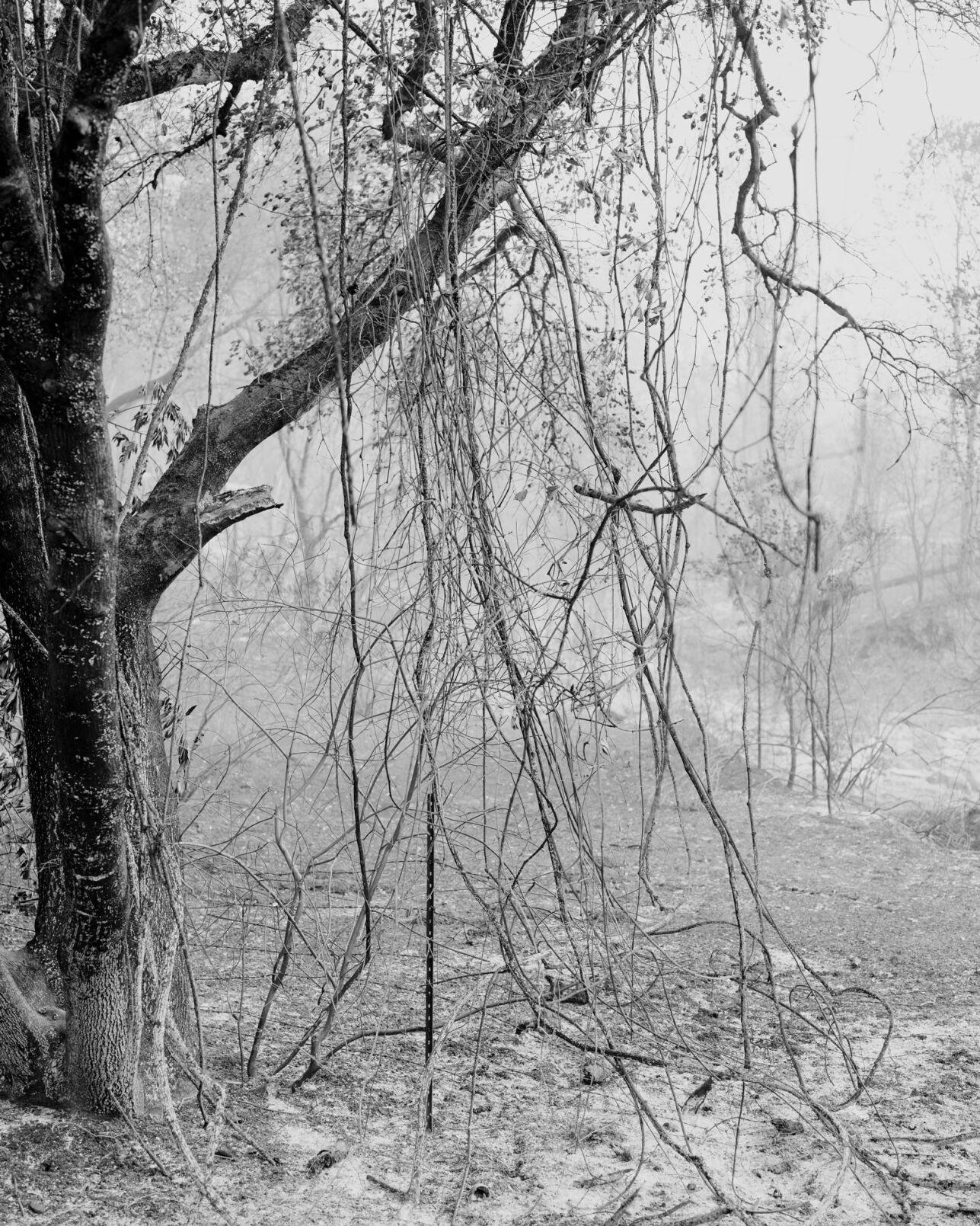Ian Bates: Wildfire Photos at Center for Photographic Art | Visuals ...