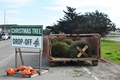 Here’s how to dispose of your live Christmas tree. | Opinion ...