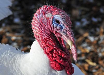 On one of the biggest eating days of the year, restaurants get ready to ...