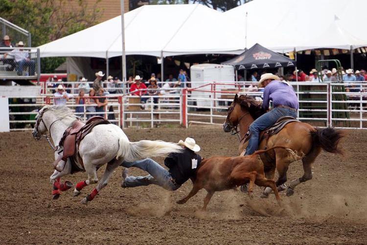 PHOTOS: Wild buckin' action and cowboy culture from the 2015 California ...