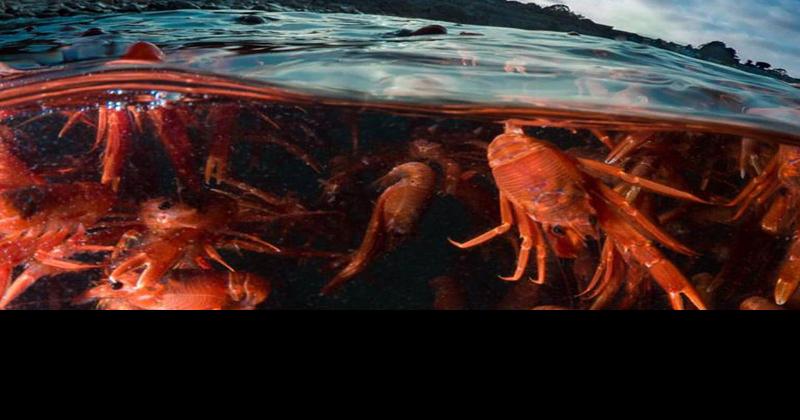 The coolest photo of the pelagic red crab infestation in Monterey Bay ...