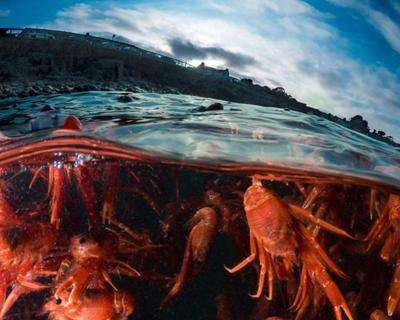 The coolest photo of the pelagic red crab infestation in Monterey Bay ...