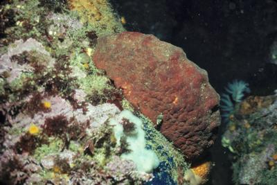 Aquarium creatures featured: The gumboot chiton. | Blogs ...