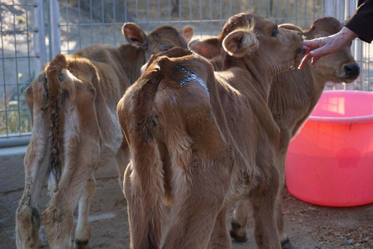 SPCA rescues 105 severely emaciated animals from quarter-acre Moss ...