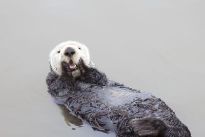 What changes to the Endangered Species Act could mean for Monterey ...
