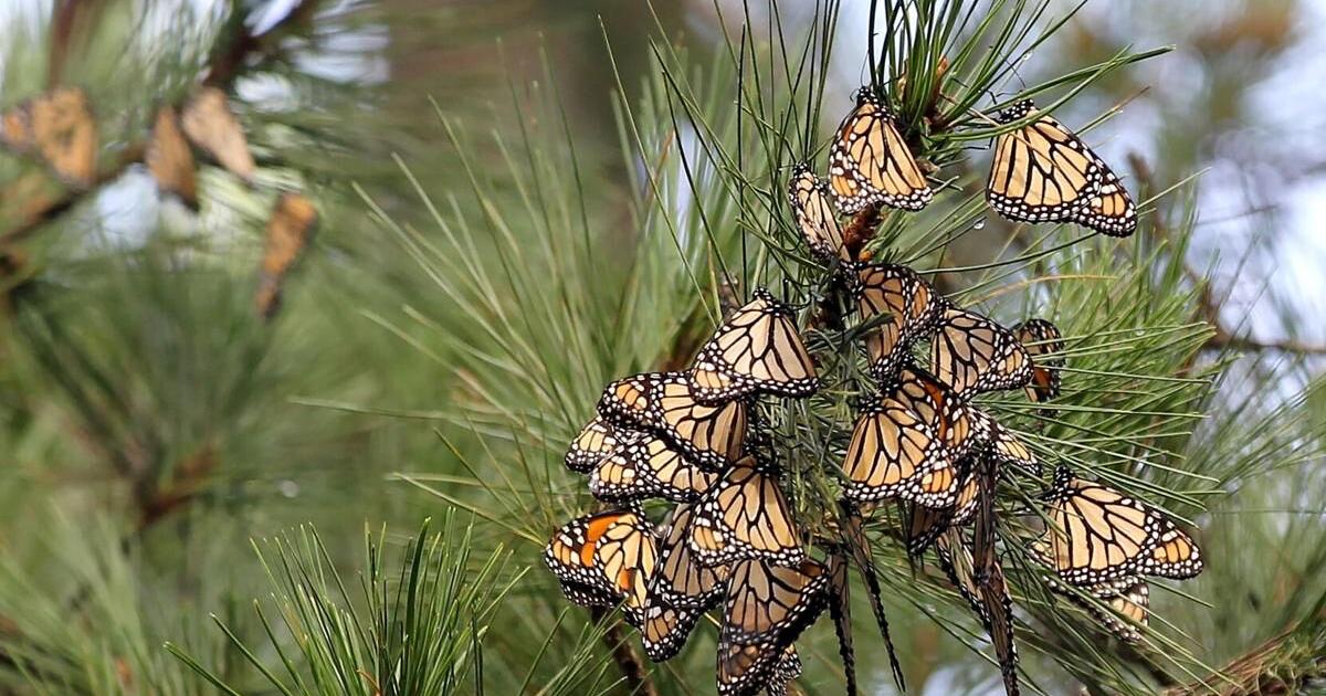 Western monarch count drops in 2023 up and down the coast; P.G. drops ...