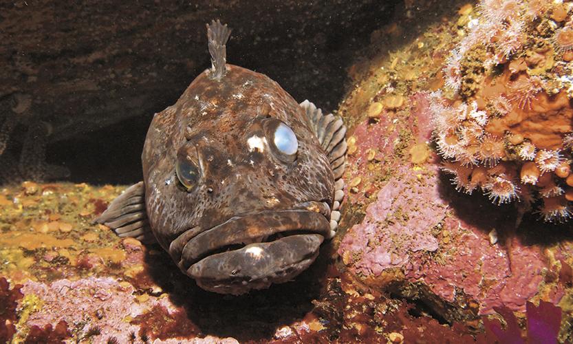 A scuba photographer and a pioneering local company find stirring ...