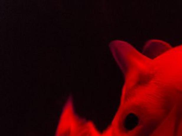 flapjack octopus wallpaper