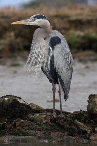 Chris Spain | ETC. Photo Gallery | montereycountynow.com