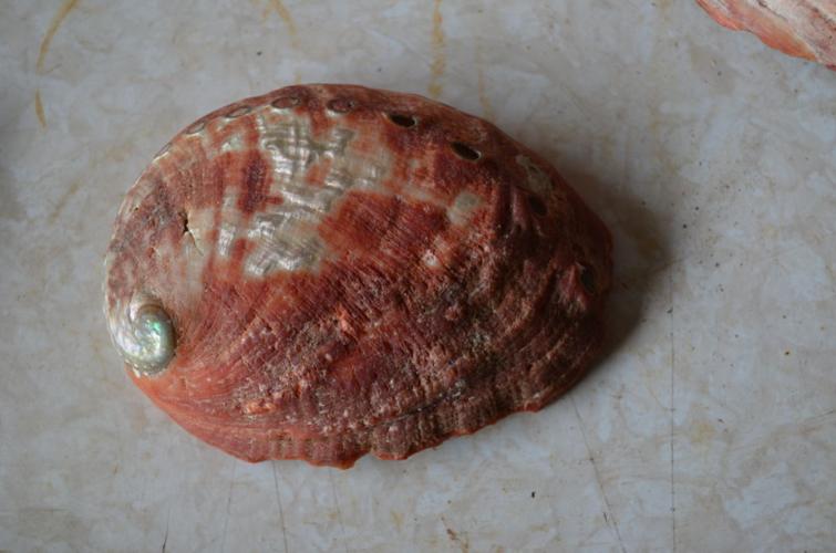 PHOTOS: Under Wharf Two with award-winning Monterey Abalone Company ...