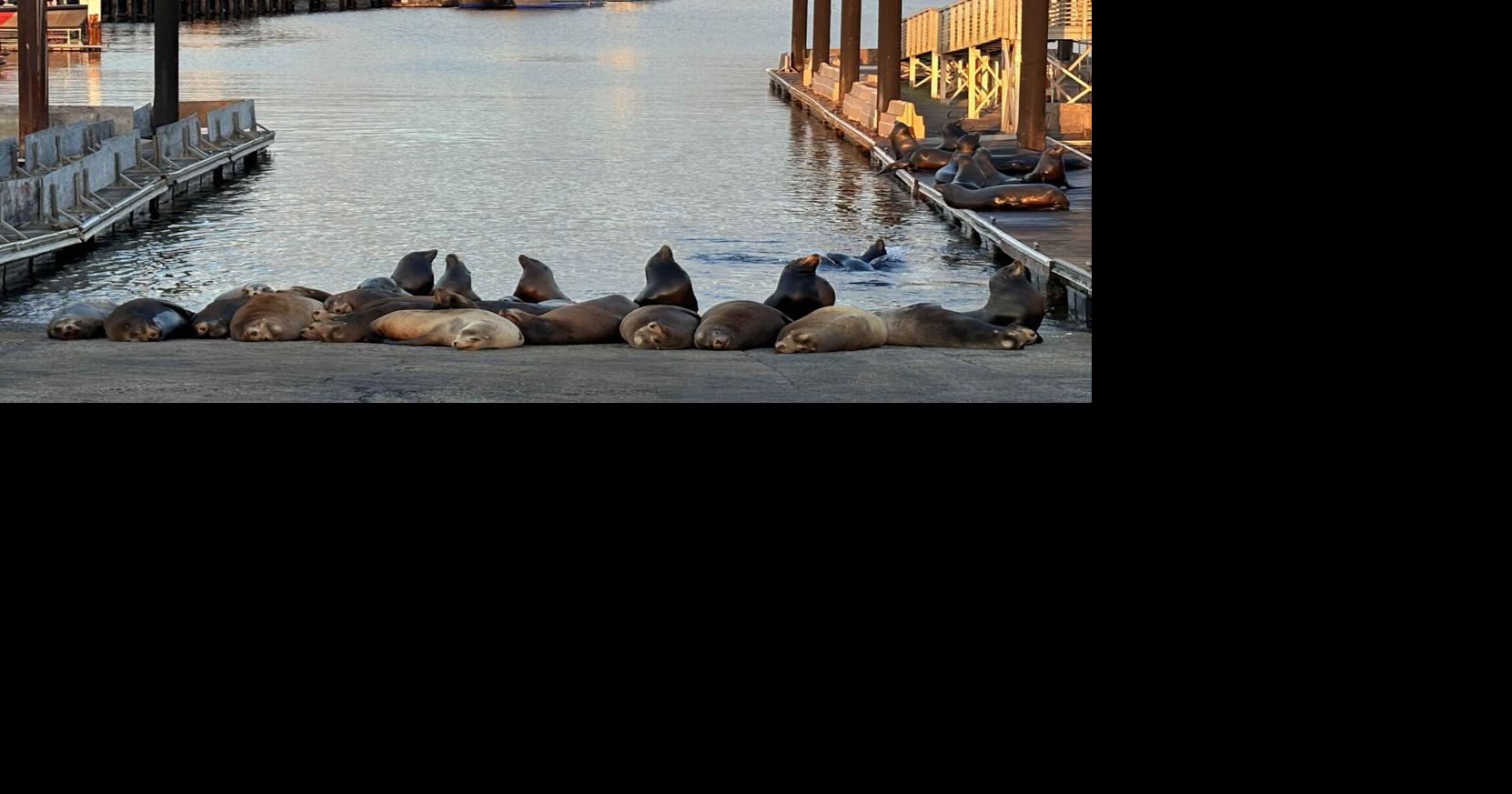 Monterey Peninsula Barter Fair: Connecting Communities | Opinion ...