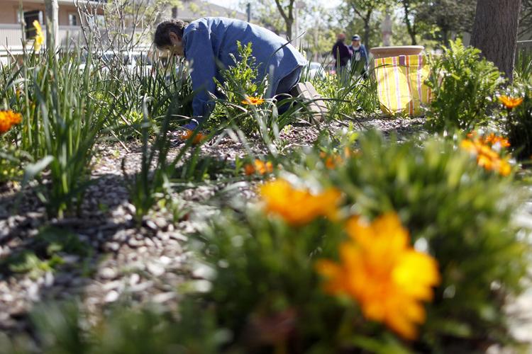PHOTOS: A colorful spring arrives in Monterey County and more photos of ...