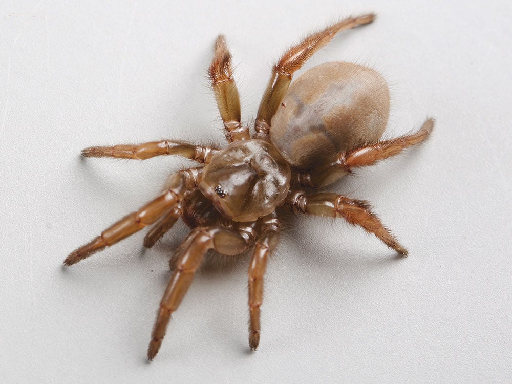 New Trapdoor Spider Species Discovered | News | montereycountynow.com