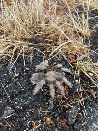 It’s time to talk about tarantula sex. | Newsletter | montereycountynow.com