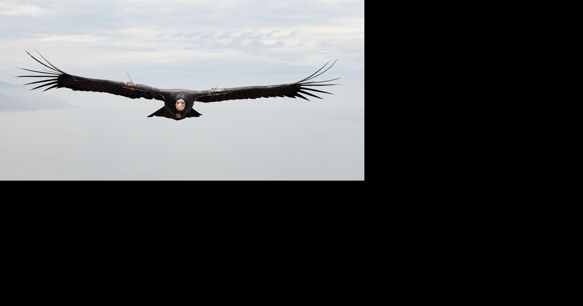 A new documentary captures the complexities of condors. | Newsletter ...