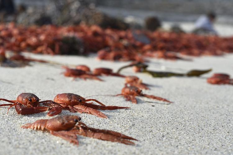 Pelagic red crabs return to Lovers Point in Pacific Grove. | Blogs | montereycountynow.com