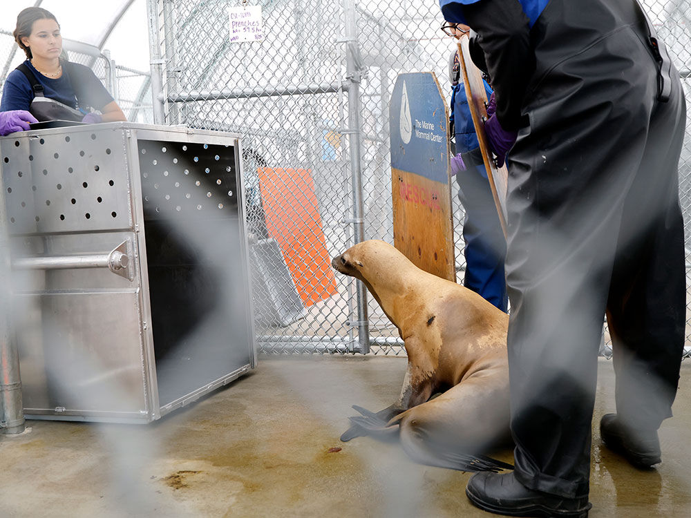 Sea Lion Leptospirosis Outbreak in California | News ...