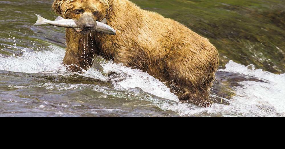 The California grizzly has been extinct for a generation. Now ...