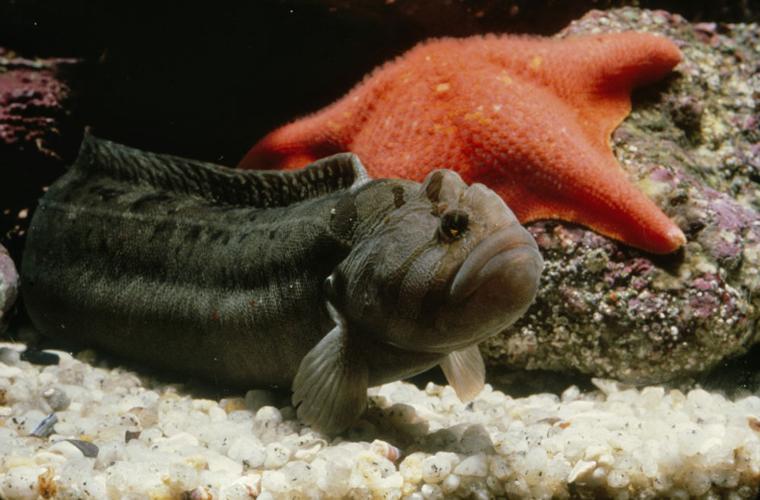 Eels to Chitons: Exploring the depths of Monterey Bay Aquarium’s story ...