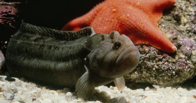 Monkey-face eel: Cebidichthys violaceus | Blogs | montereycountynow.com