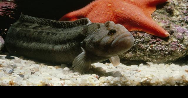 Monkey-face eel: Cebidichthys violaceus | Blogs | montereycountynow.com