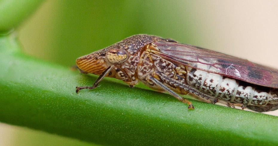 Detectan chicharrita de alas cristalinas, una plaga invasora, en ...